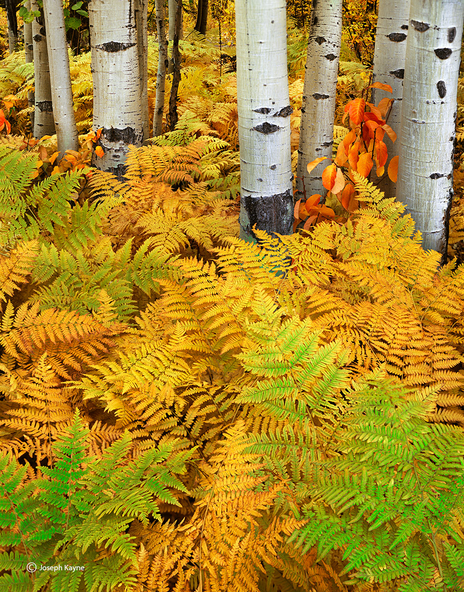 Aspen & Ferns | Colorado | Joseph Kayne Photography